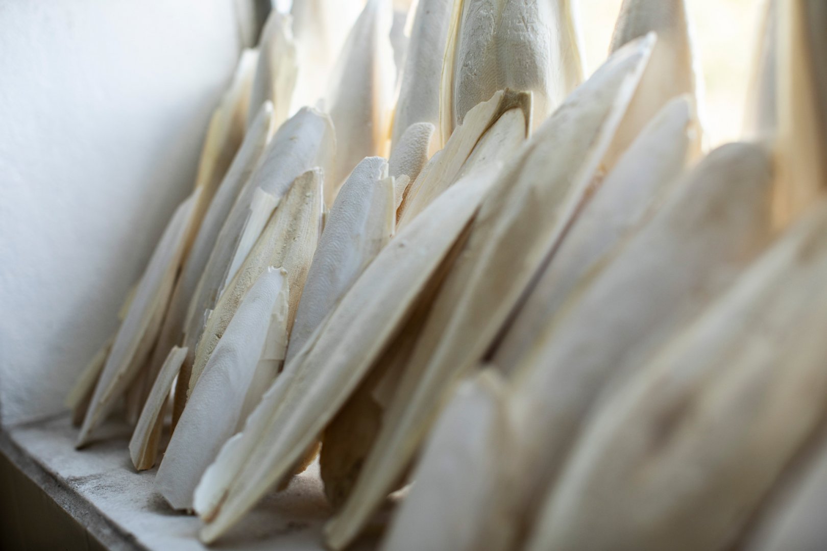 PROJECT 34: ASAD RAZA – Kaldor Public Art Projects